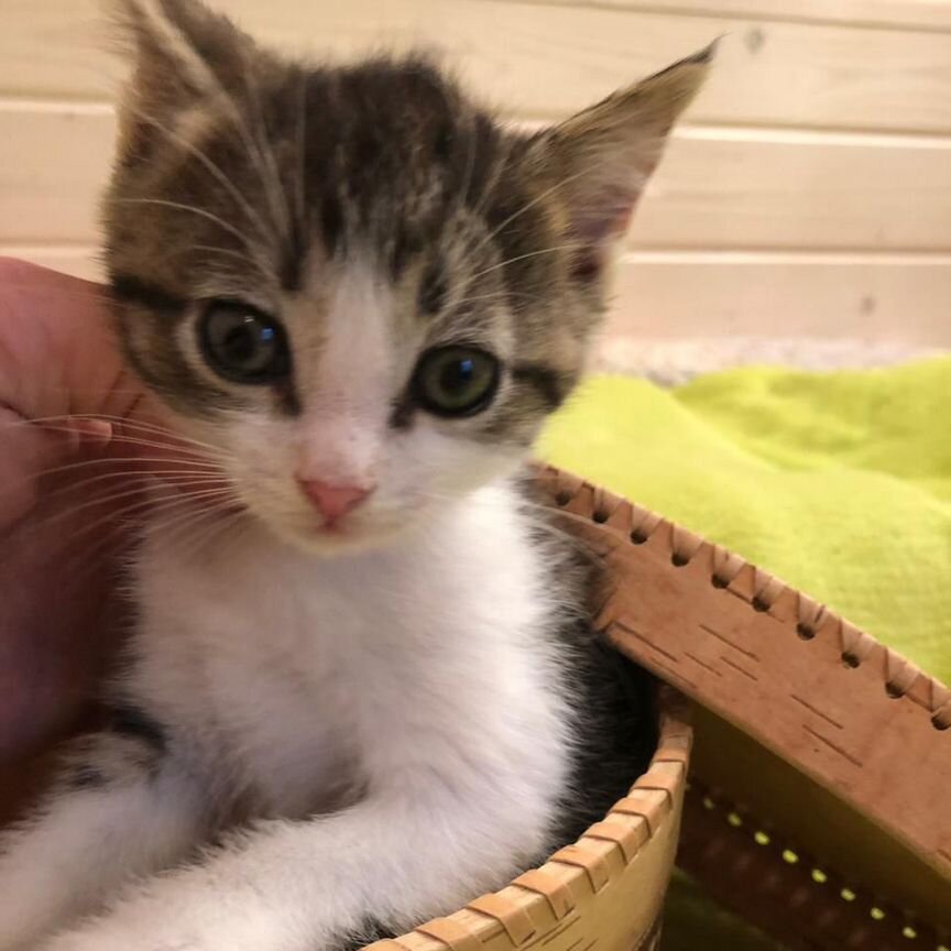 Котята в добрые руки бесплатно