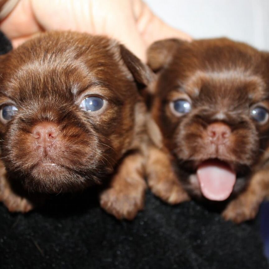 Гриффончик шоколадные