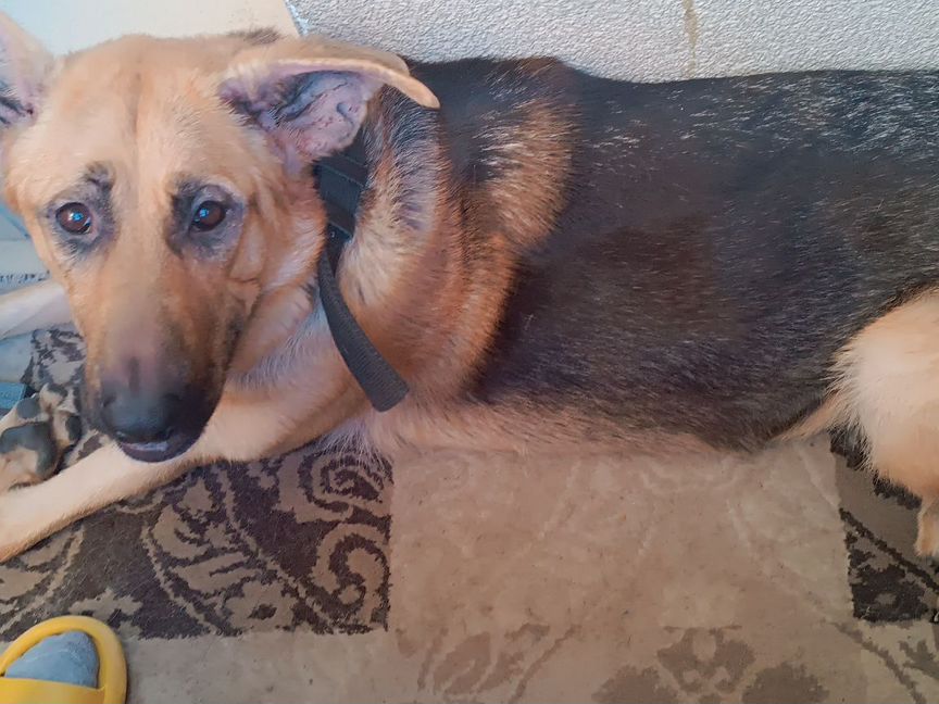 Собака в добрые руки отдам бесплатно