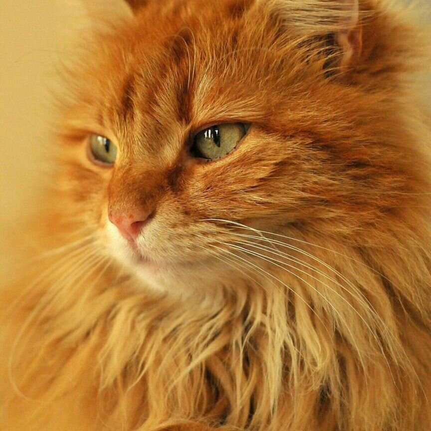Кошка, доставка бесплатно