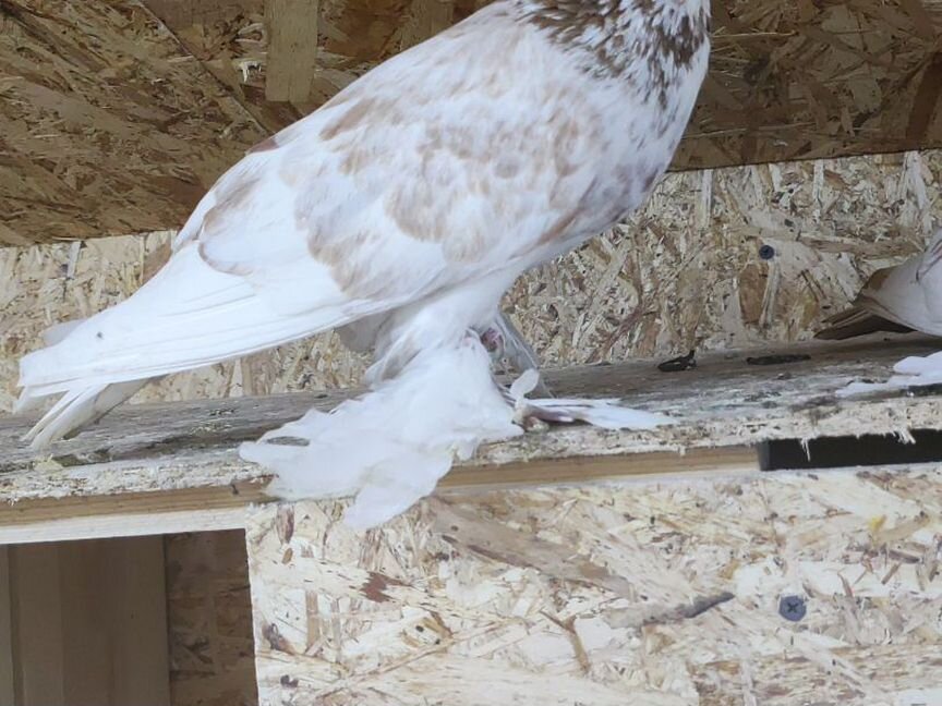 Продам голубей