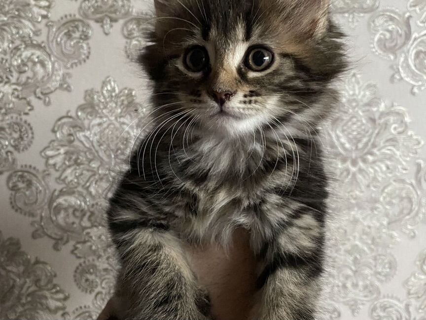 Котята Мейн-Кун