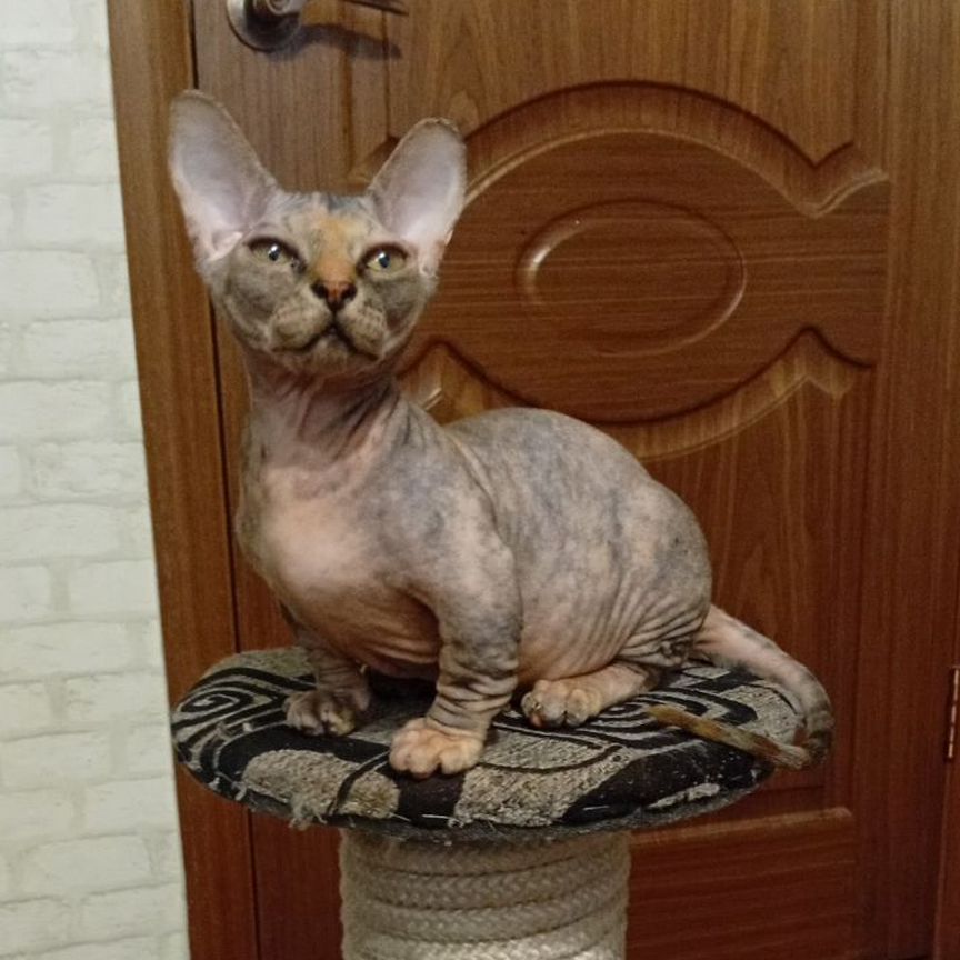 Канадский сфинкс котёнок