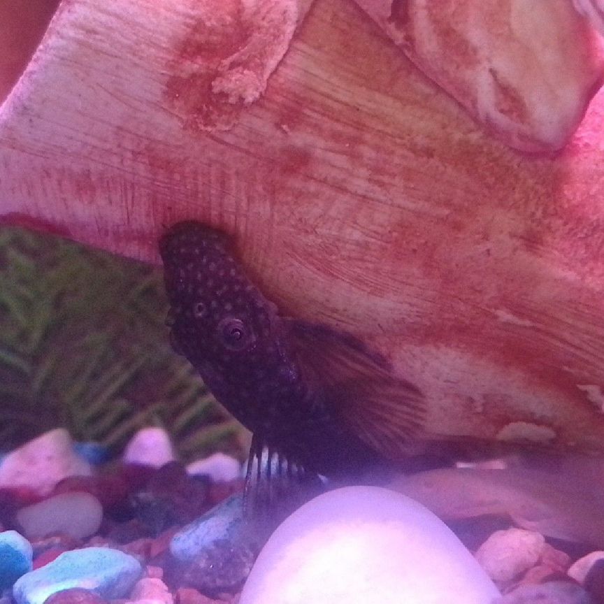 Анциструс обмен