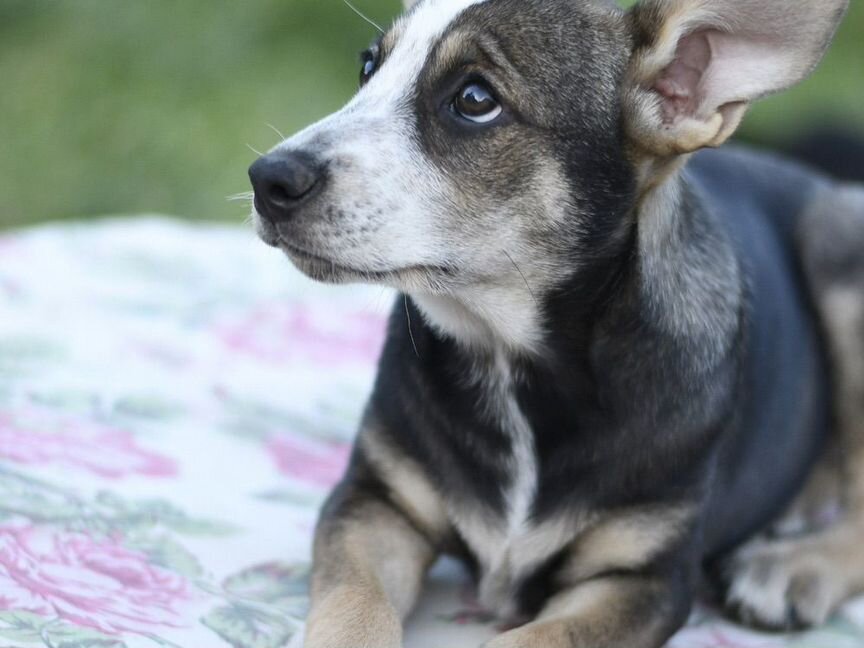 Щенок Майя ищет семью