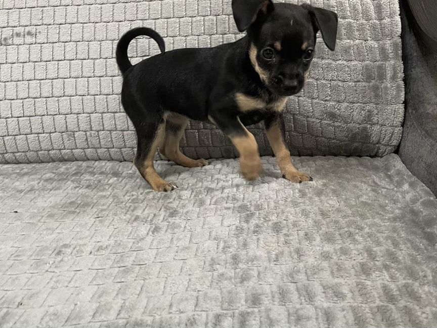 Чихуахуа девочка стандарт