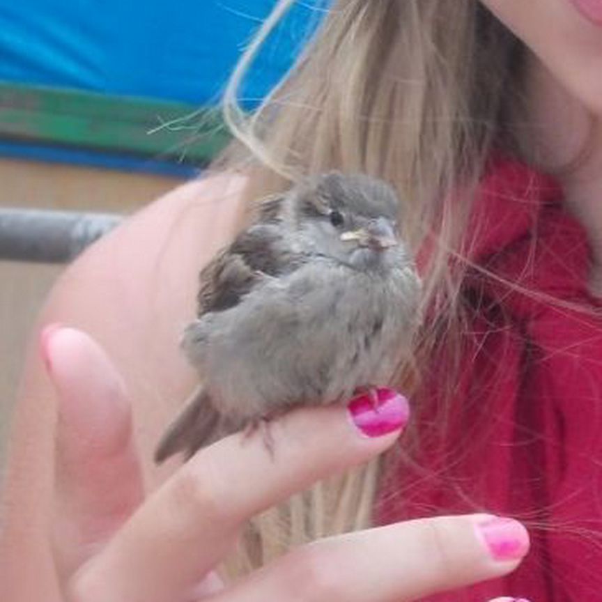 Помогу выкормить воробья