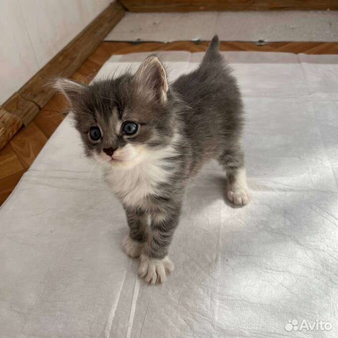 Котенок мальчик 1 мес в дар
