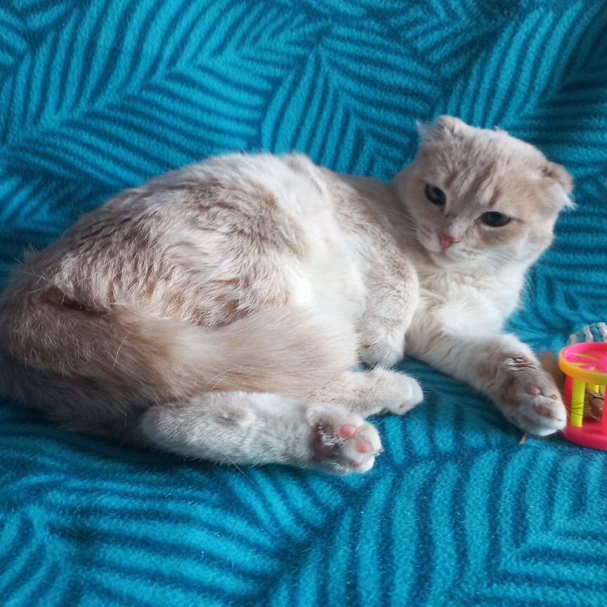 Взрослая, кошка в добрые руки