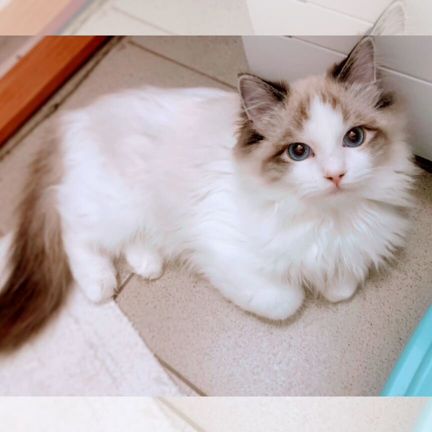 Рэгдолл котёнок