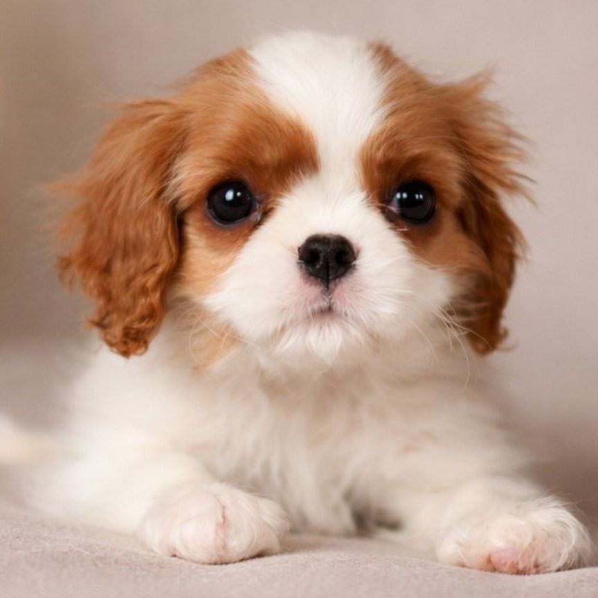 Кавалер кинг-чарльз-спаниель, щенок