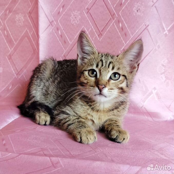 Котенок Тигрик в добрые руки