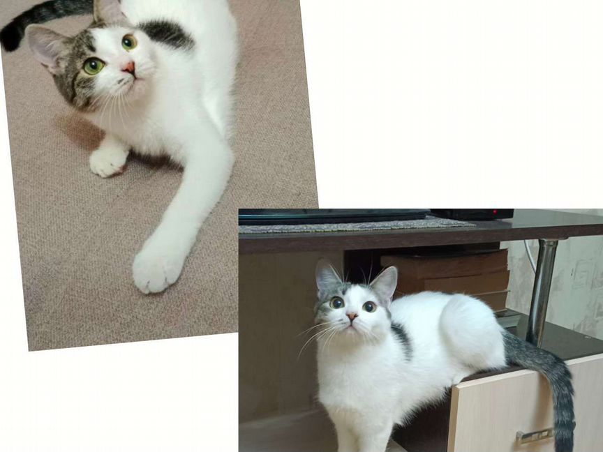 Кошечка Маша ищет дом