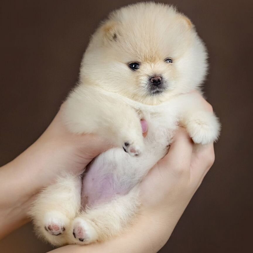 Померанский шпиц, щенок