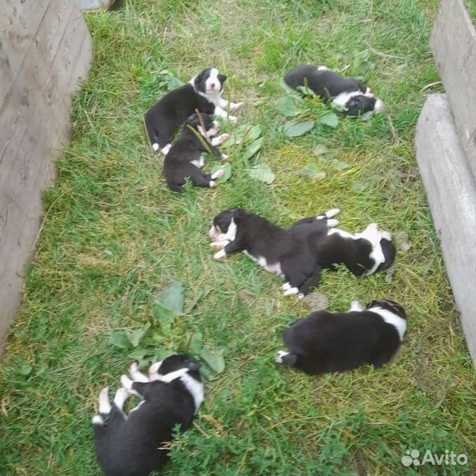 Щенки бордерколи