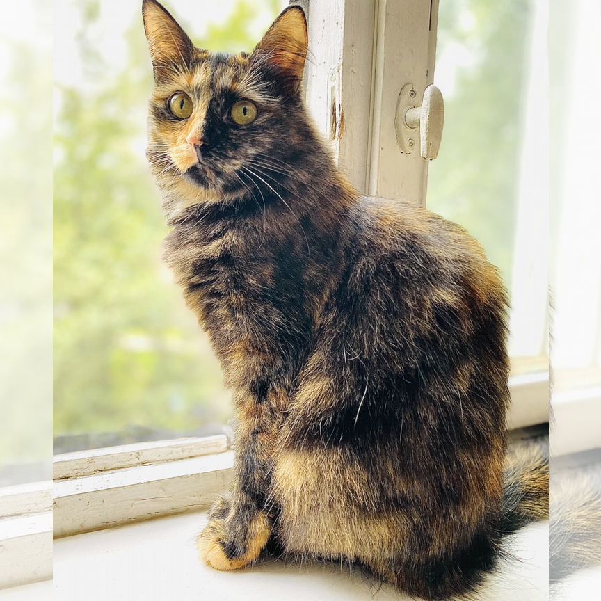 Кошечка ищет дом