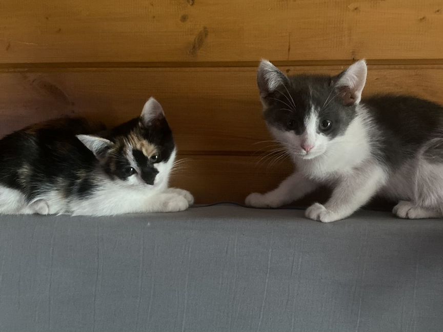 Отдам котят 3 мес, привезу,от мамы мышеловки