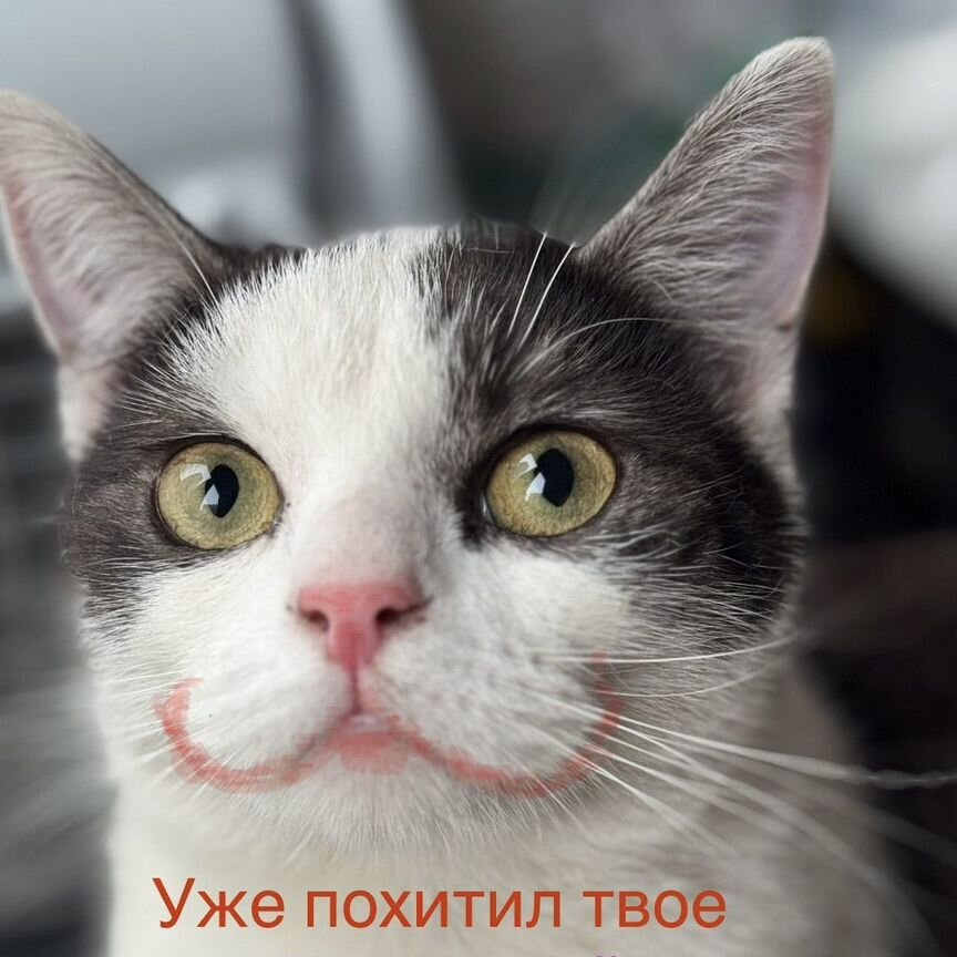 Котик беоый с серым в дар Оззи