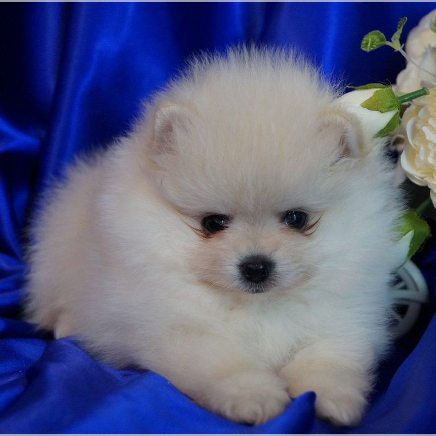 Померанский шпиц, щенок