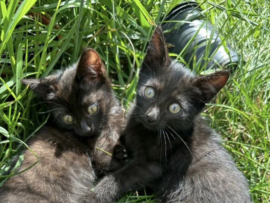 Отдам котят в добрые руки от мамы мышеловки