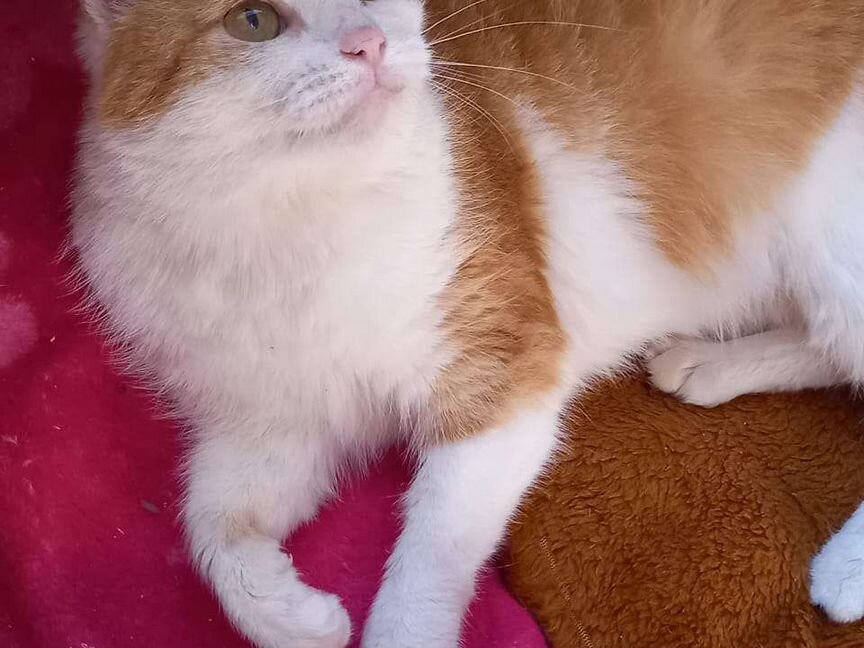 Кошки в добрые руки