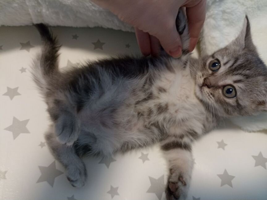 Британский котик