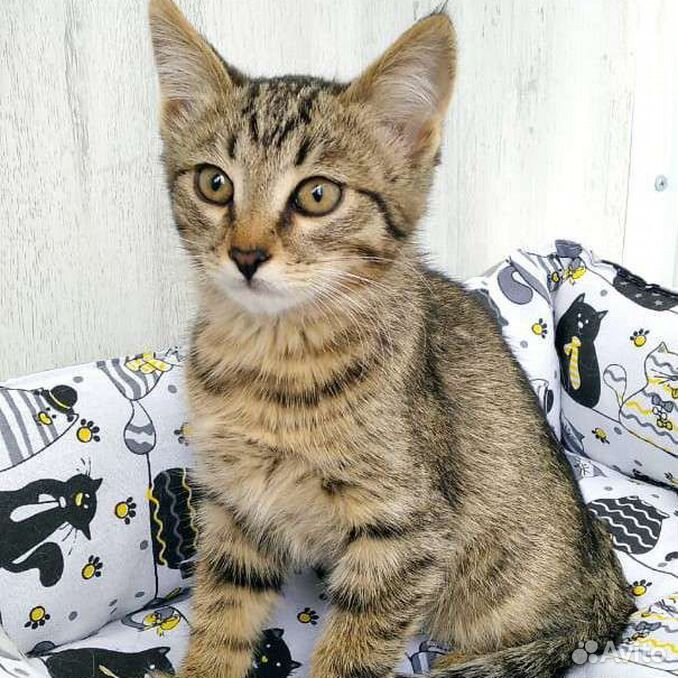 Шпротик- котенок мальчик 2,5 месяца