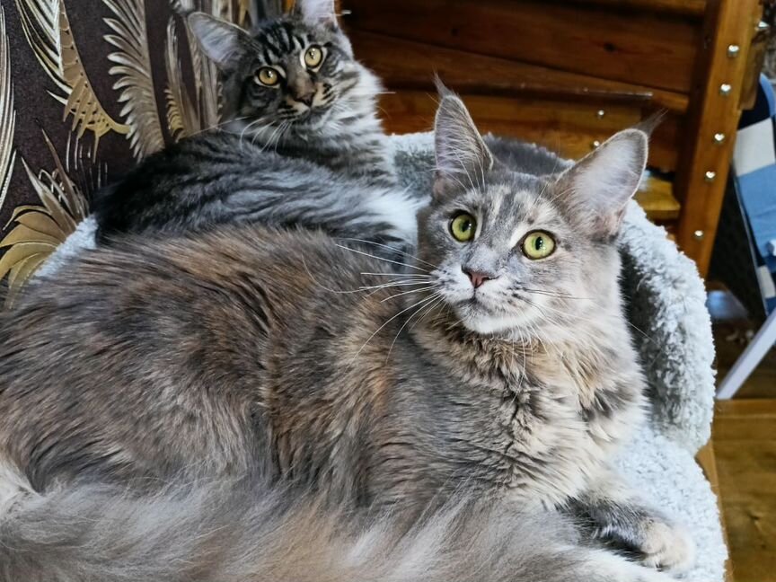 Котята мейн-кун