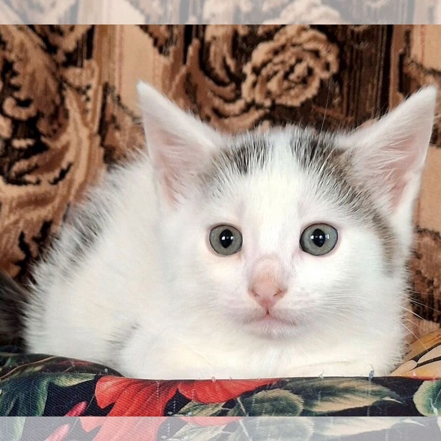 Котенок остался один