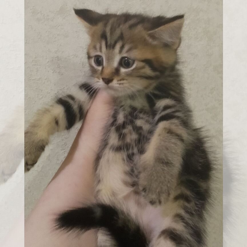 Шотландский прямоухий короткошёрстный котёнок