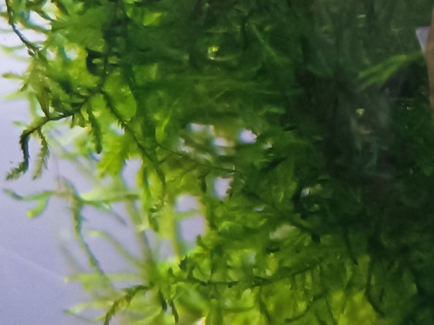 Яванский мох