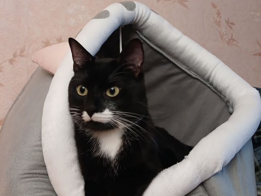 Коты для вязки