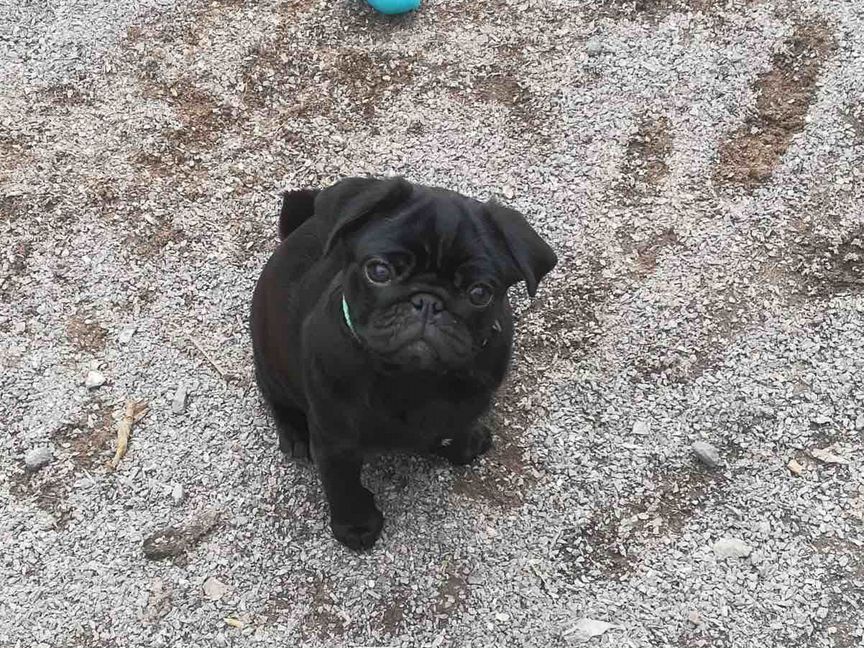 Продажа щенков мопс