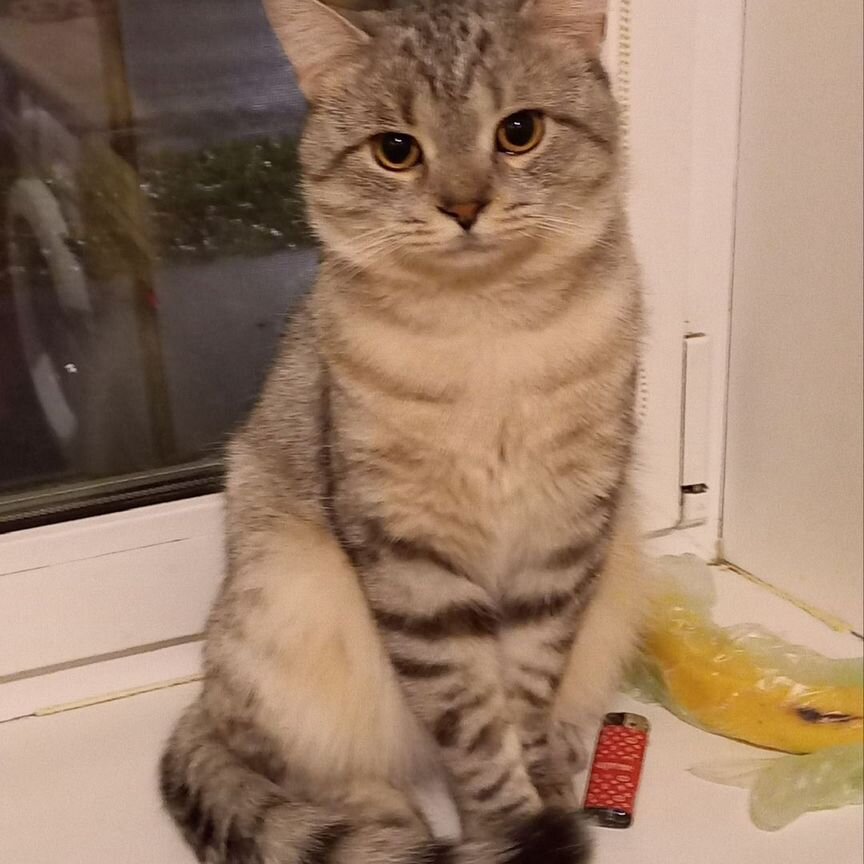 Самый лучший кот