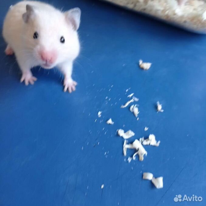Сирийский хомяк продам