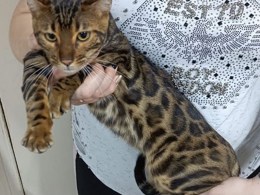 Бенгальская кошка
