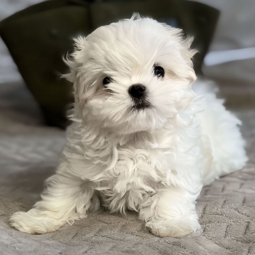 Мальтипу, щенок