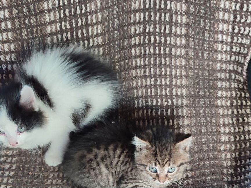 Отдам в добрые руки