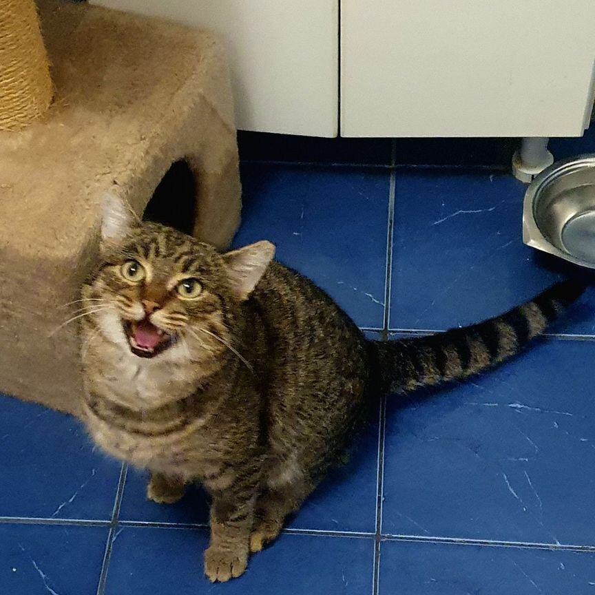 Ласковый и нежный зверь