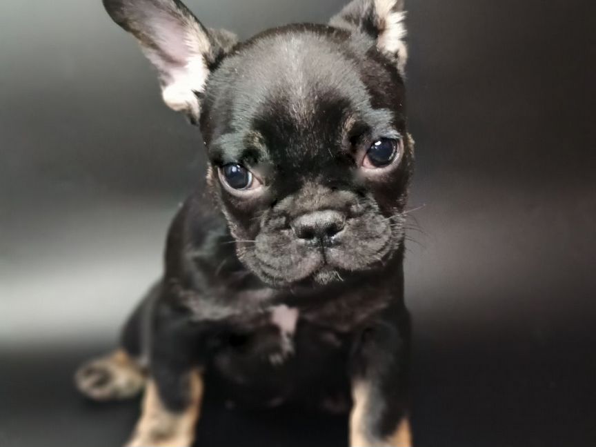 Французский бульдог щенок