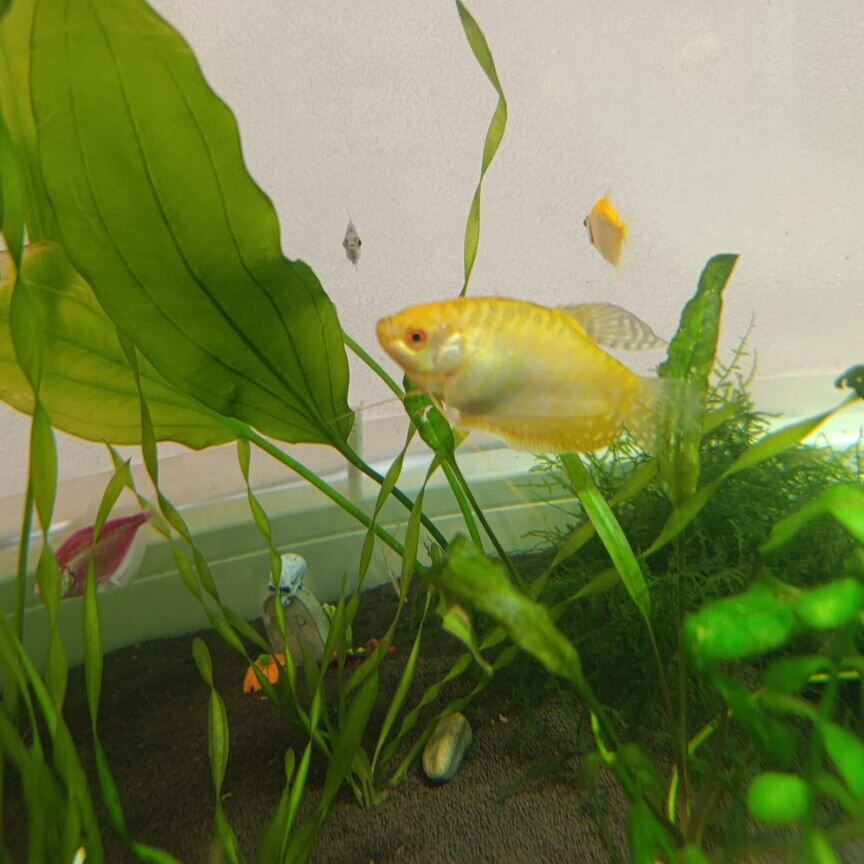 Гурами золотой пара