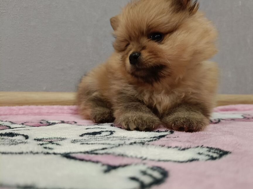 Щенки немецкого шпица