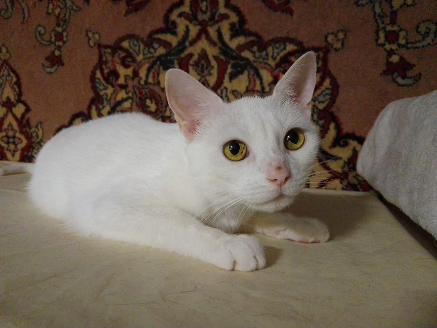 Кошке нужен дом