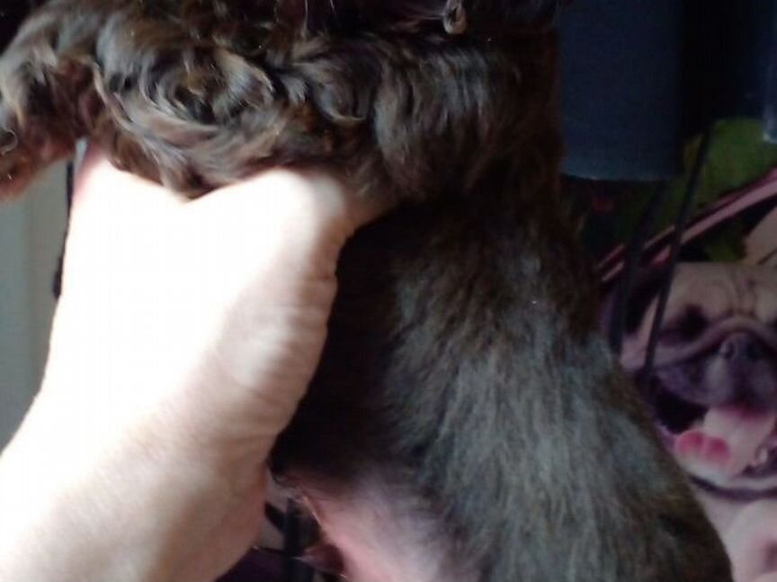 Мальтипу мальчик f2 шоколад