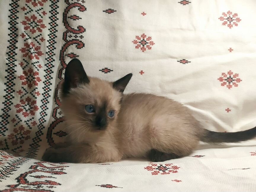 Сиамский кот