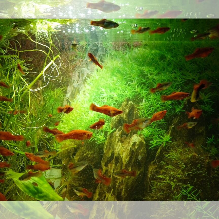 Продам мечиков оптом