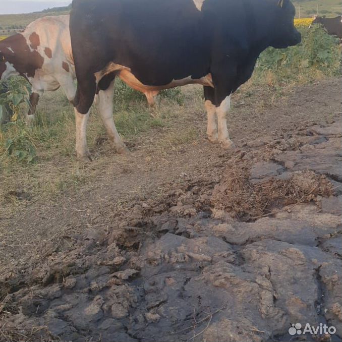 Крупнорогатый скот