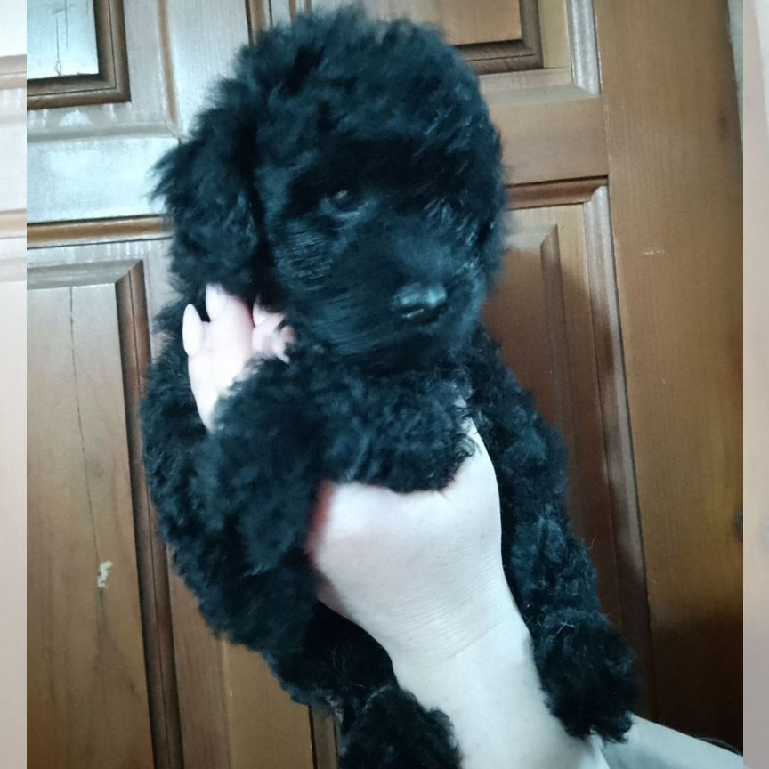 Пудель, щенок