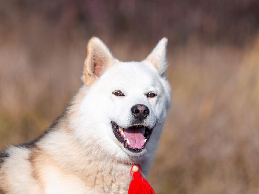 Собаке очень нужна большая семья