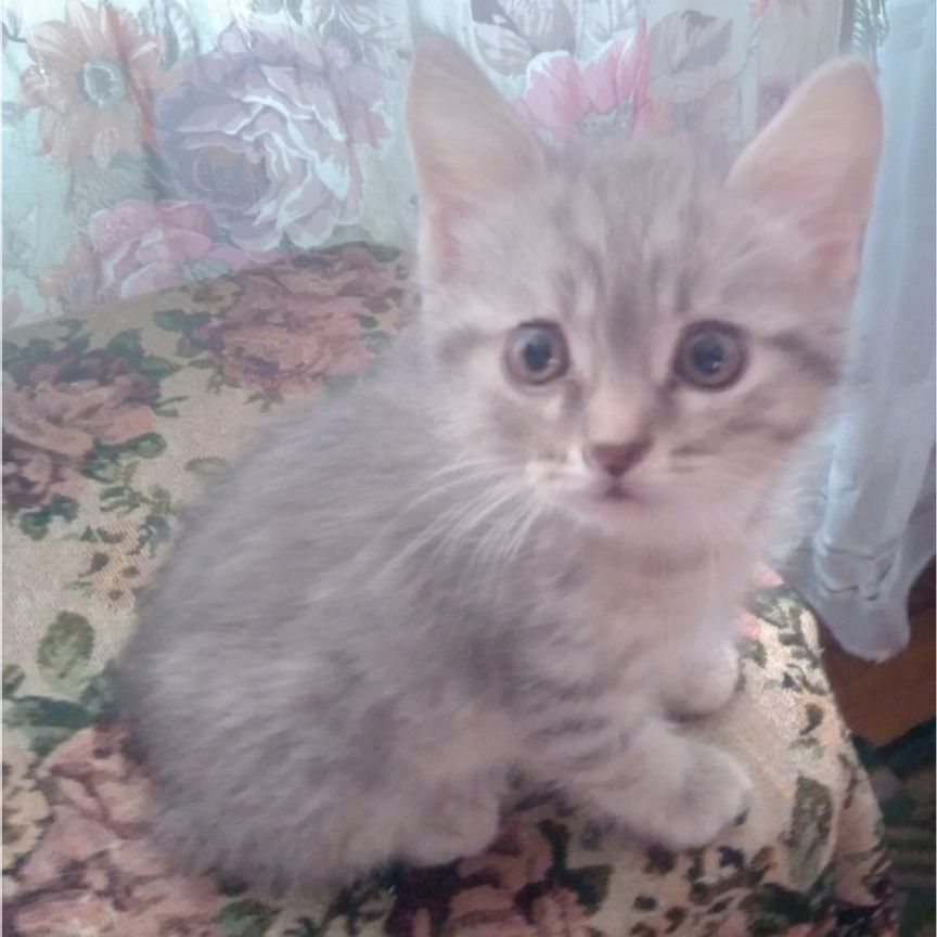 Отдам в хорошие руки котенка